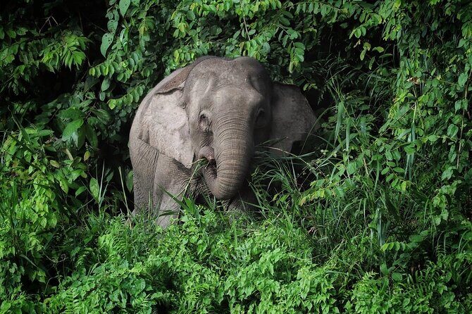 Sandakan Wild Cruise Ticket in Sunrise Sunset or Night Tour - Who Should Consider This Tour?