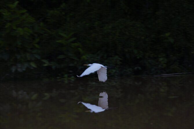 Sandakan Wild Cruise Ticket in Sunrise Sunset or Night Tour - FAQ