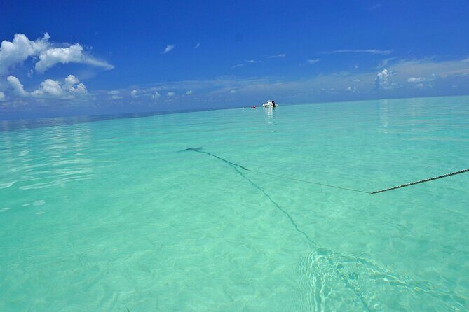 Sandbar Excursion in Key West - Who Will Love This Tour?