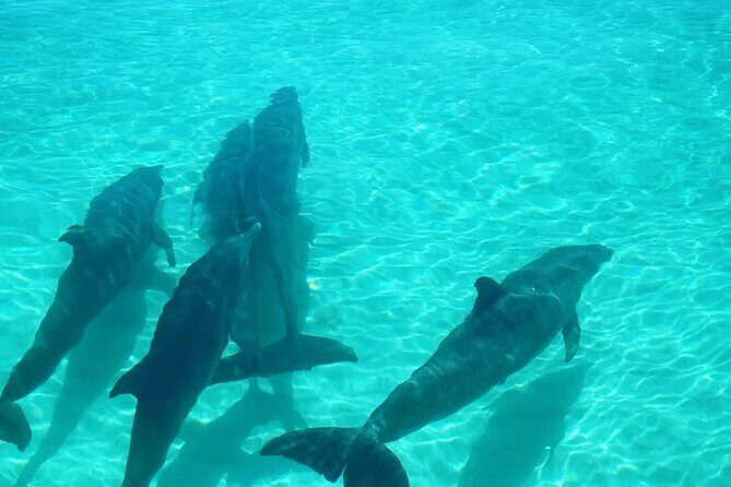 Sandbar Excursions with Snorkeling and Sunset Cruises in Key West - Key Points