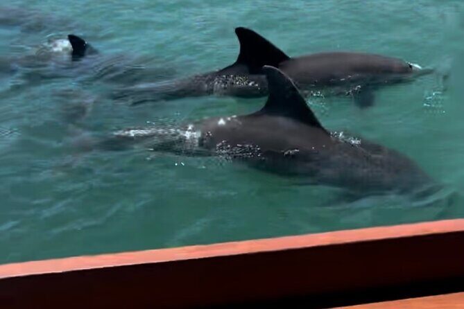 Sandbar & Island Hopping with Dolphins in Madeira Beach - Exploring the Sandbar & Island Hopping Tour with Dolphins in Madeira Beach