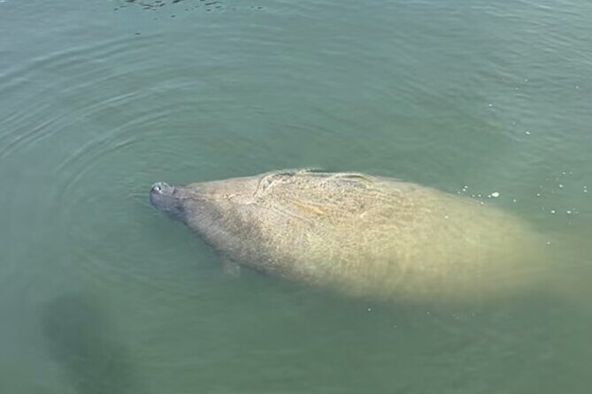 Sandbar & Island Hopping with Dolphins in Madeira Beach - Wrapping Up