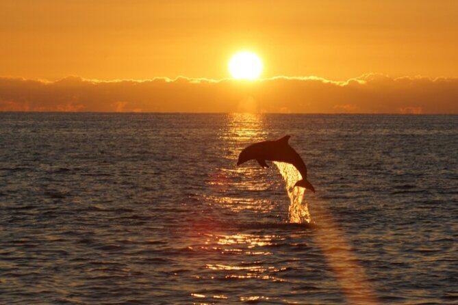 Sandestin Sunset Eco-Dolphin Cruise Aboard Sol y Luna - The Sum Up
