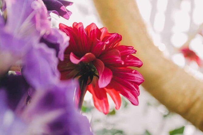 SandsSkyPark+GardensbytheBay(FlowerDome&Jurassic World)Transfers - Final thoughts