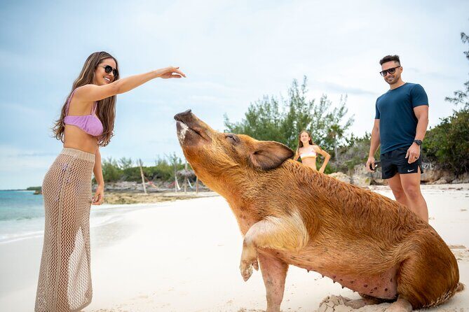 Sandy Toes The Original Rose Island and Swimming Pigs Tour - What Makes This Tour Stand Out