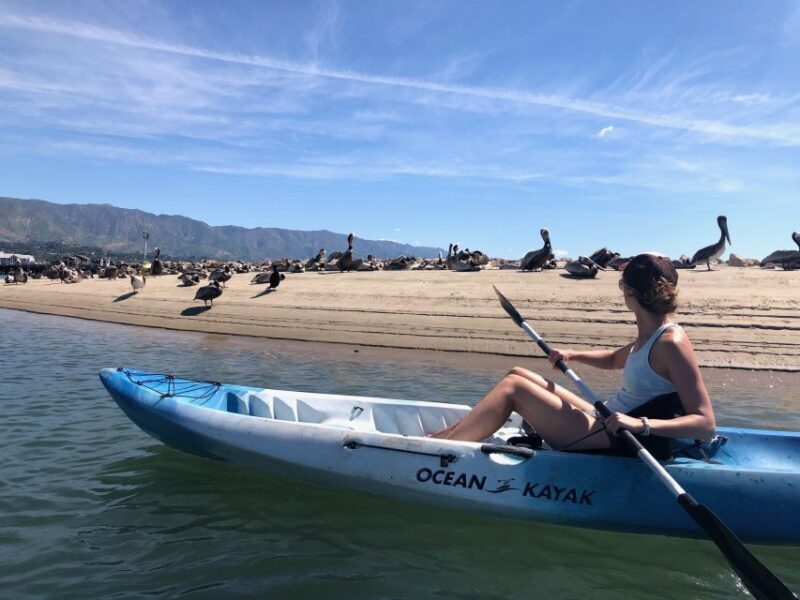 Santa Barbara: 1.5-Hour Harbor Kayak Tour - Key Points