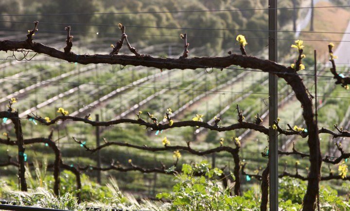 Santa Barbara: 3-Winery Tour Includes Tastings & Lunch inSYV - The Experience: Authentic, Relaxed, and Informative