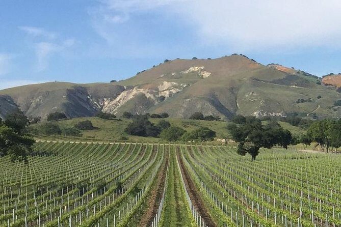 Santa Barbara's Original Afternoon Winery Tour - What Makes This Tour Stand Out?