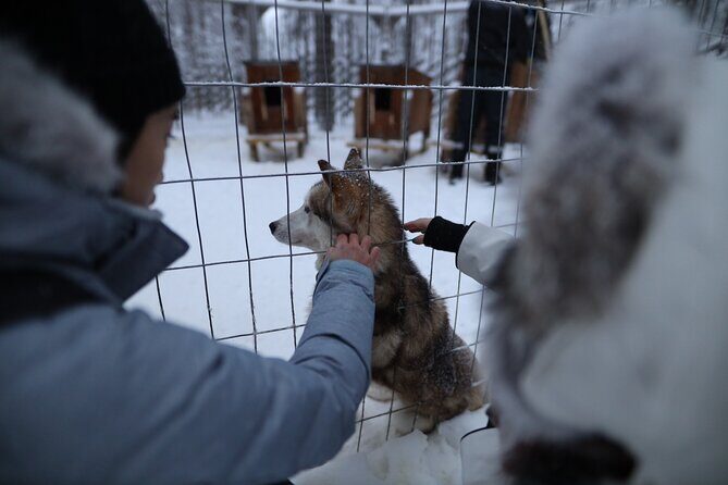 Santa Claus Village, Husky and Reindeers Combo Safari - An In-Depth Look at the Safari Experience