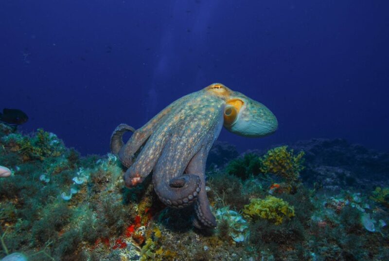 Santa Cruz de Tenerife: PADI Introductory Dive - Key Points