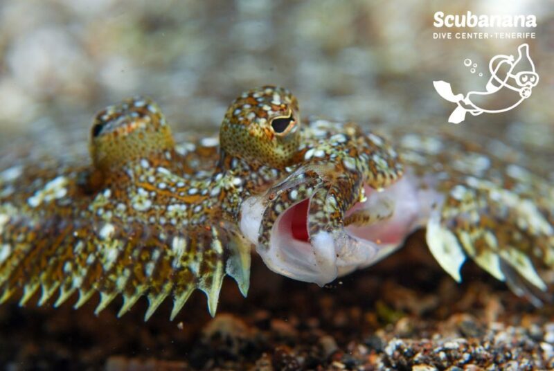 Santa Cruz de Tenerife: PADI Introductory Dive - FAQs