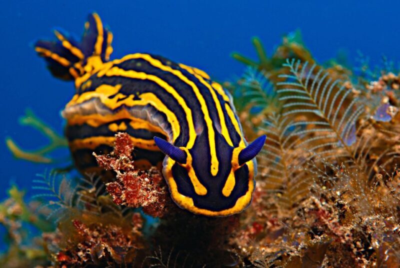 Santa Cruz de Tenerife: PADI Introductory Dive - Final Thoughts