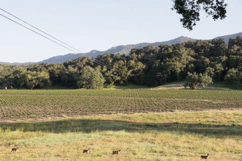 Santa Margarita: Zipline Adventure with 6 Different Ziplines - Key Points