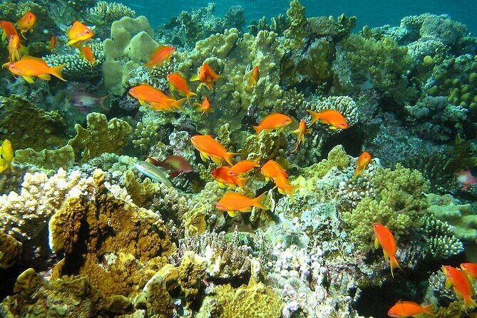 Santa Maria and Chileno Bay Snorkel Adventure Los Cabos - Authentic Experiences & Traveler Insights