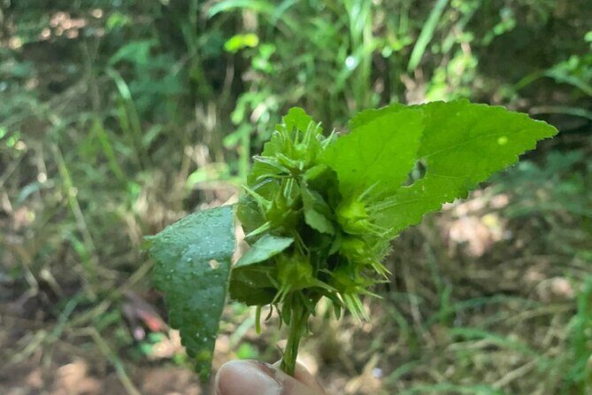 Santa Maria Beach Hike - The Itinerary: A Step-by-Step Look at the Santa Maria Beach Hike