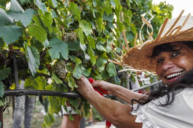 Santa Maria Imbaro: Grape Harvest with Pressing + Picnic among olive trees and vineyards - A Genuine Taste of Abruzzo’s Countryside