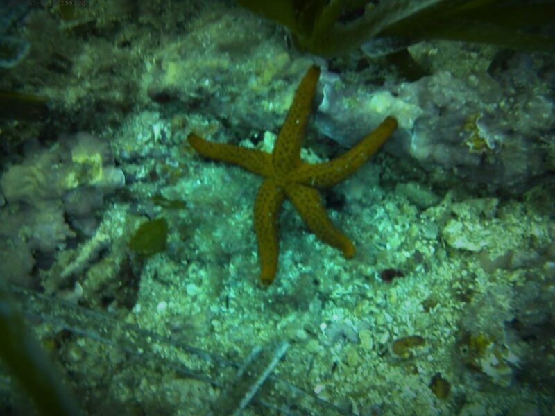 Santa Pola: 3-Hour Scuba Diving near Tabarca - Santa Pola: 3-Hour Scuba Diving near Tabarca — A Practical Guide for Curious Travelers
