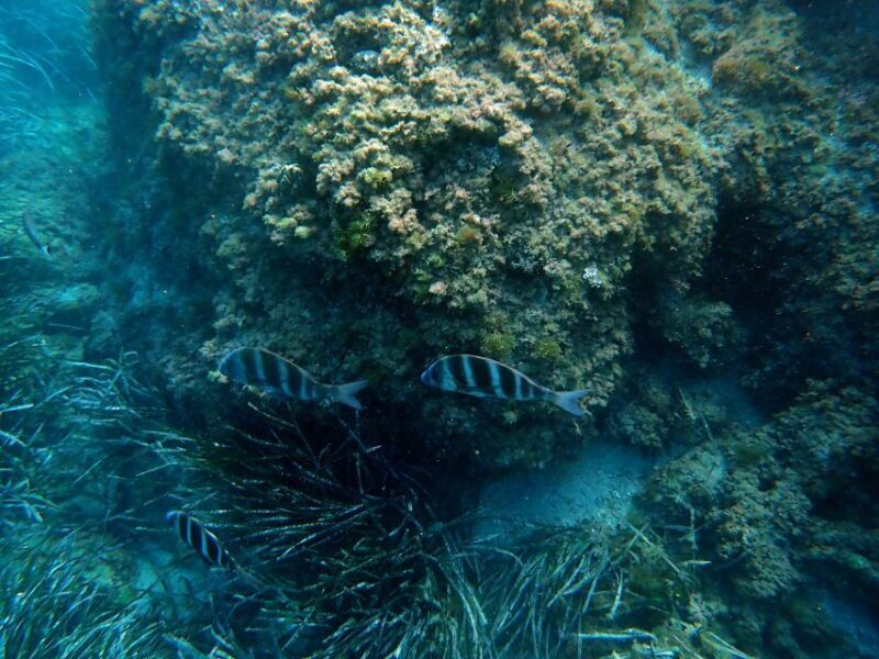 Santa Pola: 3-Hour Scuba Diving near Tabarca - Key Points