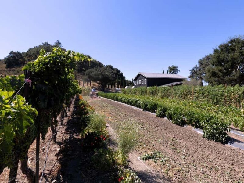 Santa Ynez: 3-Winery Tour Includes Tastings and Lunch - The Sum Up