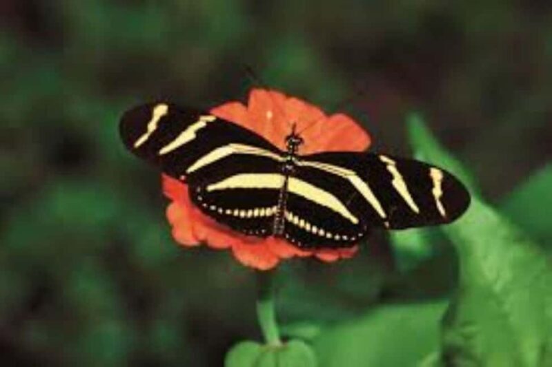 Santo Domingo: 3 Eyes Park & Botanical Garden Tour - Key Points