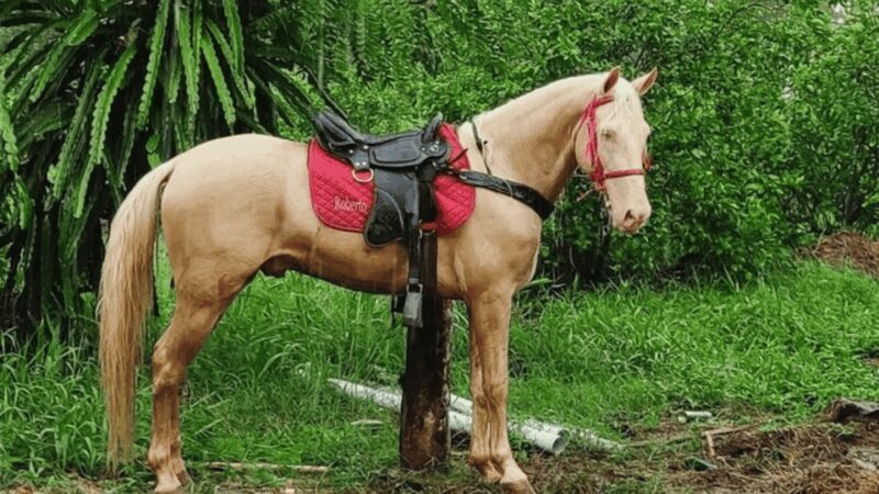 Santo Domingo: Horseback Riding - Round Trip Transportation - Frequently Asked Questions