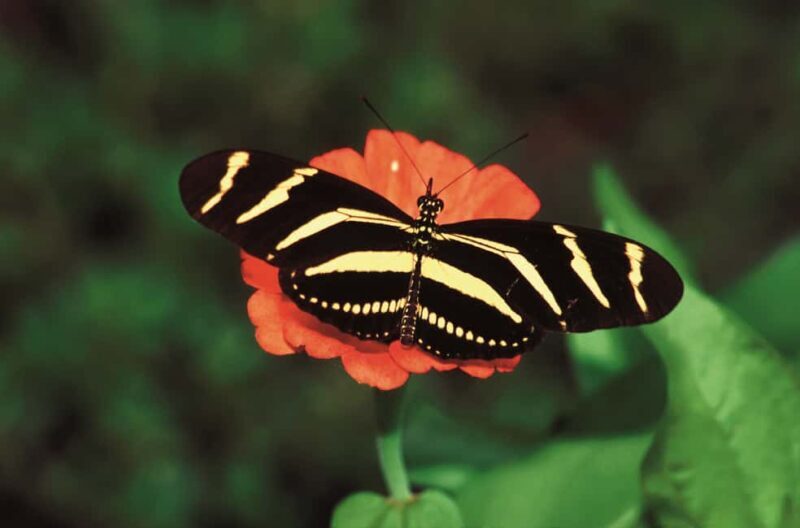 Santo Domingo: Natural Treasures of the City - Key Points