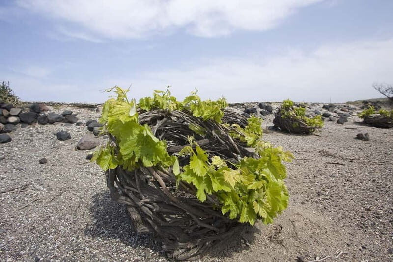 Santorini: Explore the Islands Beauty & Sunset Wine Tasting - Why This Tour Stands Out