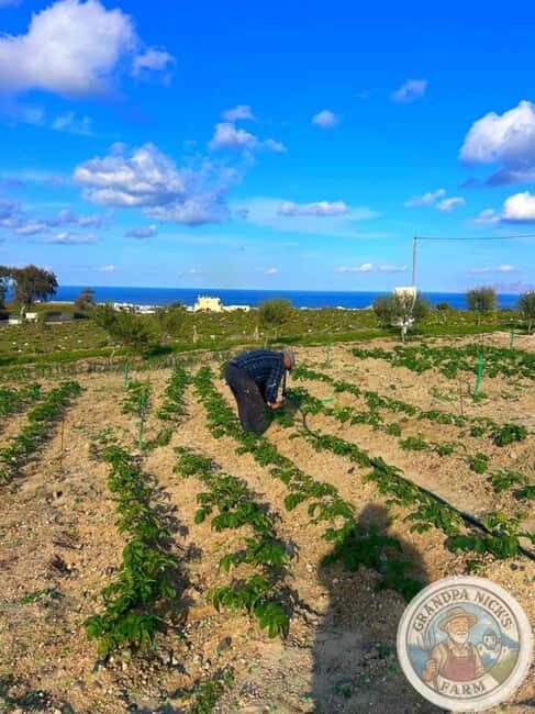Santorini: Farm and Winery Guided Tour - Final Word