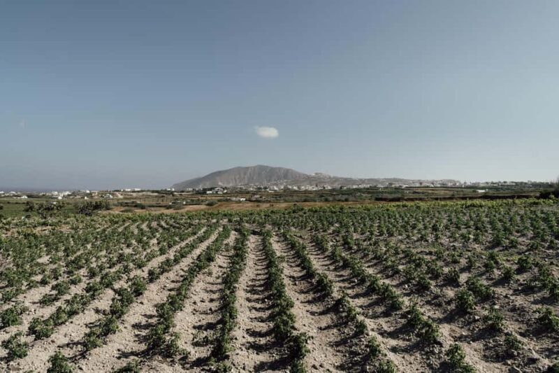Santorini: Farm to Table Food Tour Experience - Real Guest Perspectives