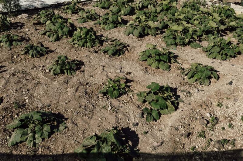 Santorini: Farm to Table Food Tour Experience - The Sum Up