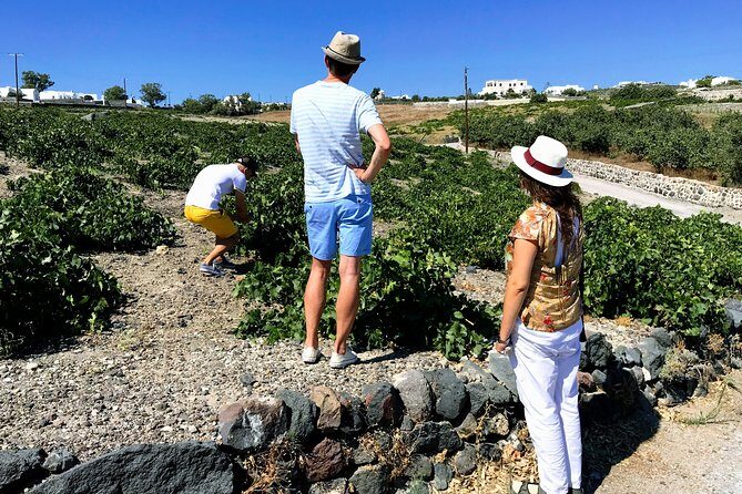 Santorini Food & Wine Tour: Eat and Taste Like a Local - Transportation and Group Size