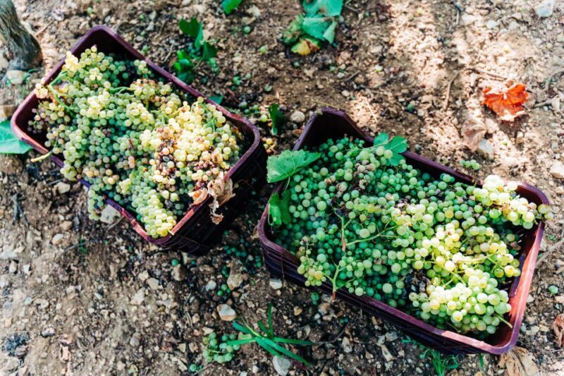 Santorini: Greek Cooking Class with Wine Tasting - Key Points
