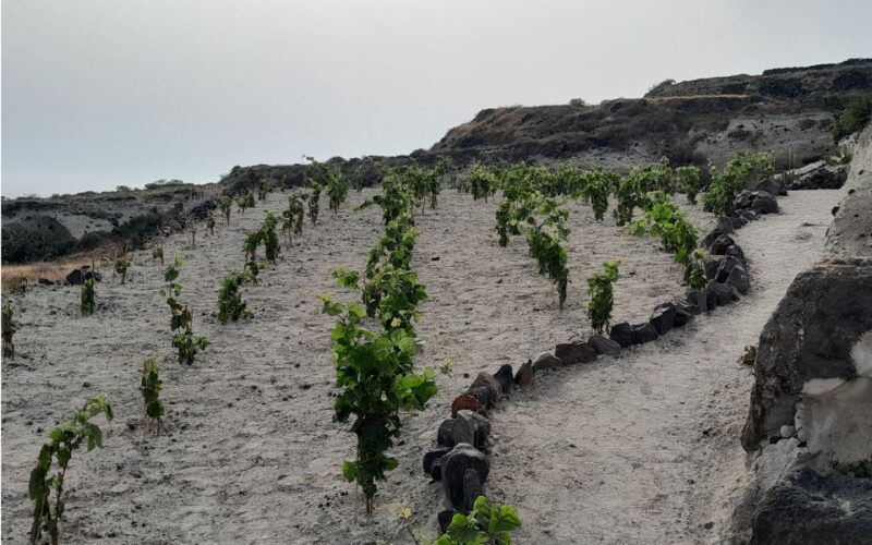 Santorini: Private Agri-Educational Visit to an Organic Farm - FAQ