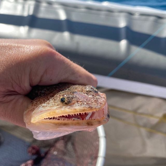 Santorini: Private Morning Deep Sea Fishing Boat Trip - Final Recommendation