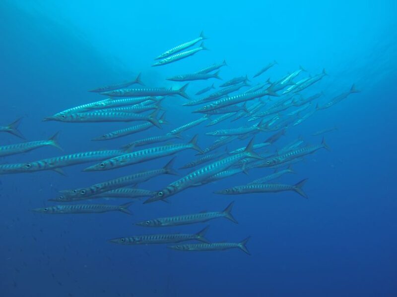 Santorini: Scuba Diving Experience for Beginners - The Sum Up