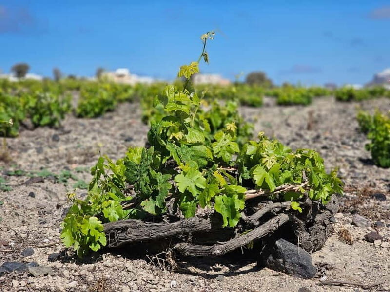 Santorini: Shared Wine Tasting and Culinary Experience - The Experience in Detail