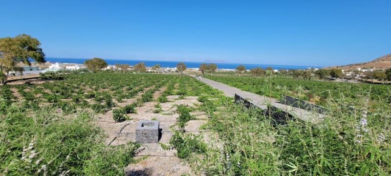 Santorini: Three Wineries and One Brewery Tour with Tastings - Key Points