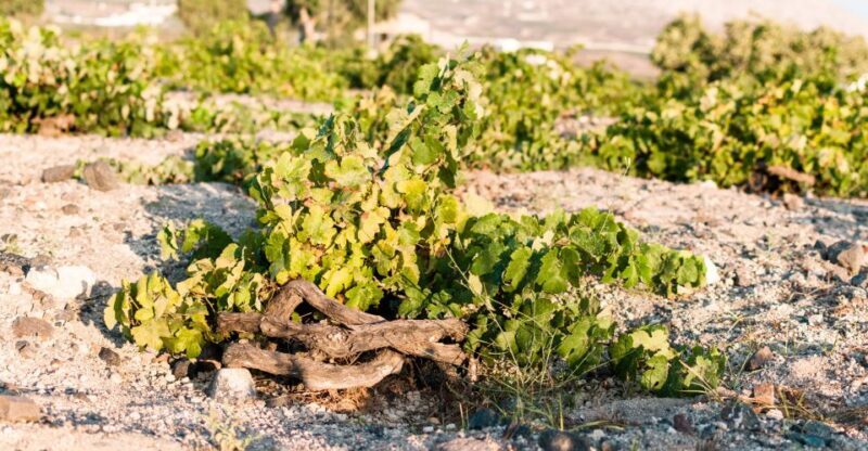 Santorini: Three Wineries and One Brewery Tour with Tastings - FAQs