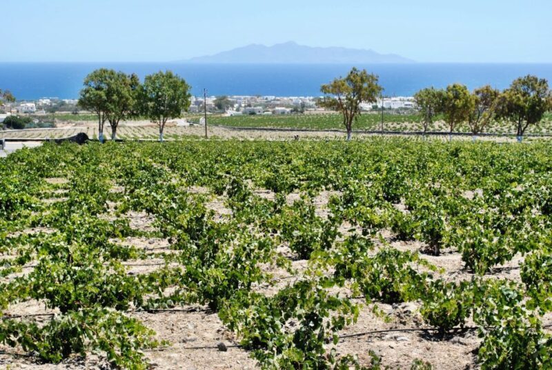 Santorini: Wine Tasting Tour & Sunset Viewing - A Deep Dive into the Experience
