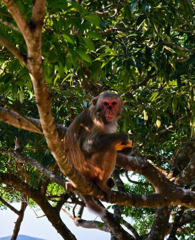 Sanya 3-Hour Scenic Park & Local Market Discovery Tour - Who This Tour Is Best For