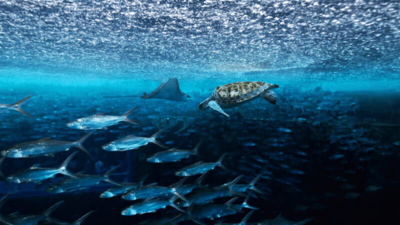 Sanya: Atlantis Lost Chambers Aquarium - Who Should Consider Visiting?