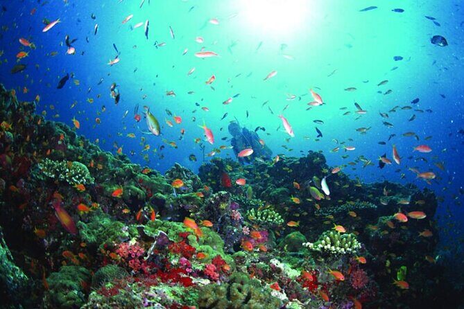 Sanya PADI Open Water Diving Package - The Itinerary: What Can You Expect?