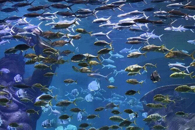 Sanya: The Lost World Aquarium and Yacht Cruise (Private Tour) - FAQ