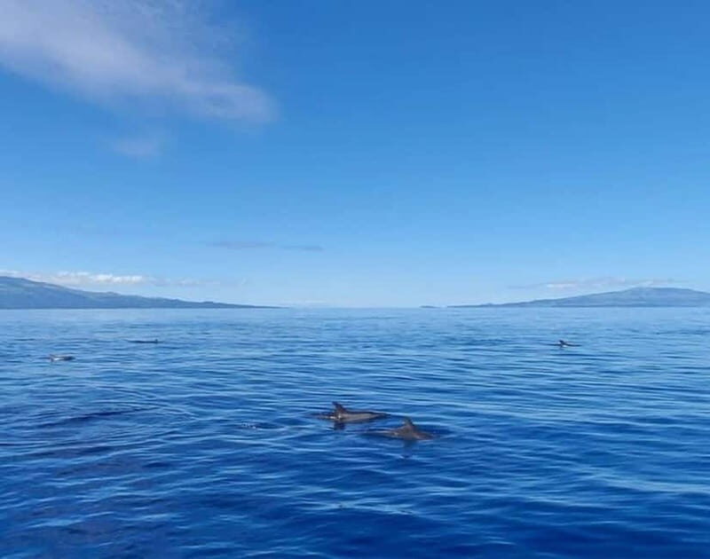 São Jorge: Boat trip with snorkeling (2 hours) - The Itinerary and What to Expect