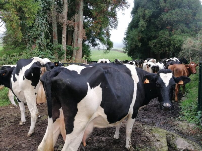 Sao Jorge Cheese Tour - Half day - Exploring the São Jorge Cheese Tour – Half Day