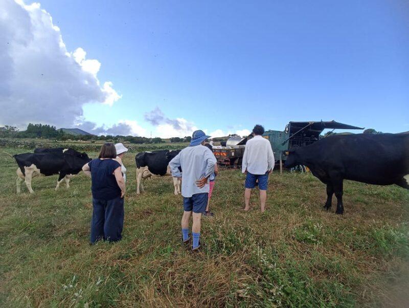 Sao Jorge Cheese Tour - Half day - Who Would Benefit Most from This Tour?