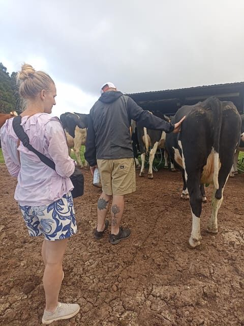 Sao Jorge Cheese Tour - Half day - The Sum Up