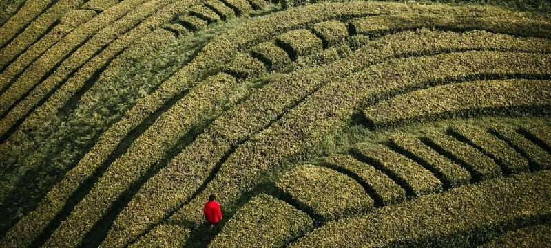São Miguel: 2-Day Island Tour, Tea & Pineapple Plantation - A Deep Dive Into What the Tour Offers
