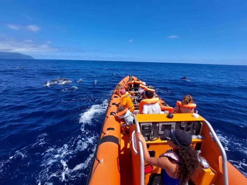 São Miguel, Azores: Whale and Dolphin Watching Tour - Key Points