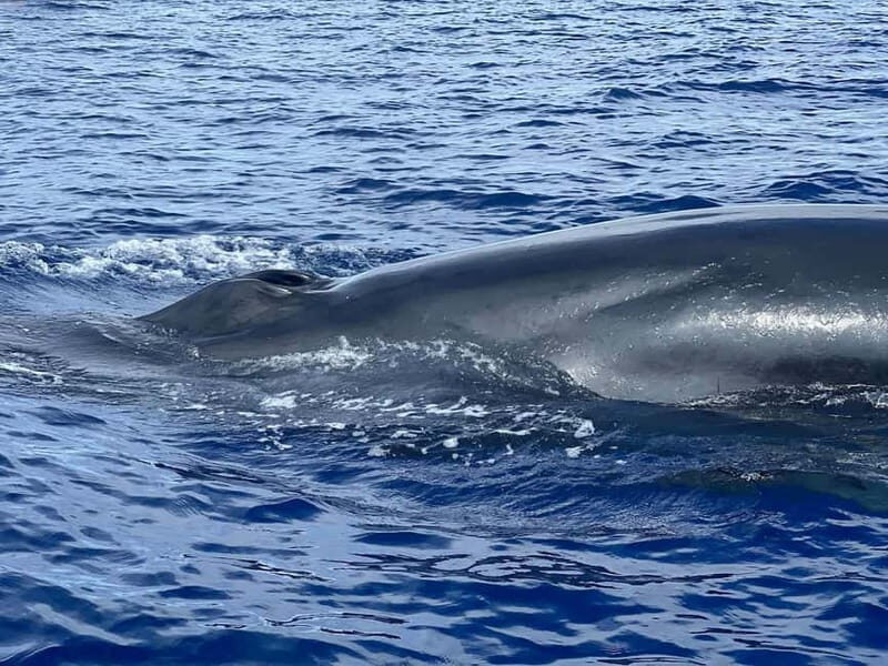 São Miguel, Azores: Whale and Dolphin Watching Tour - Who Will Love This Tour?